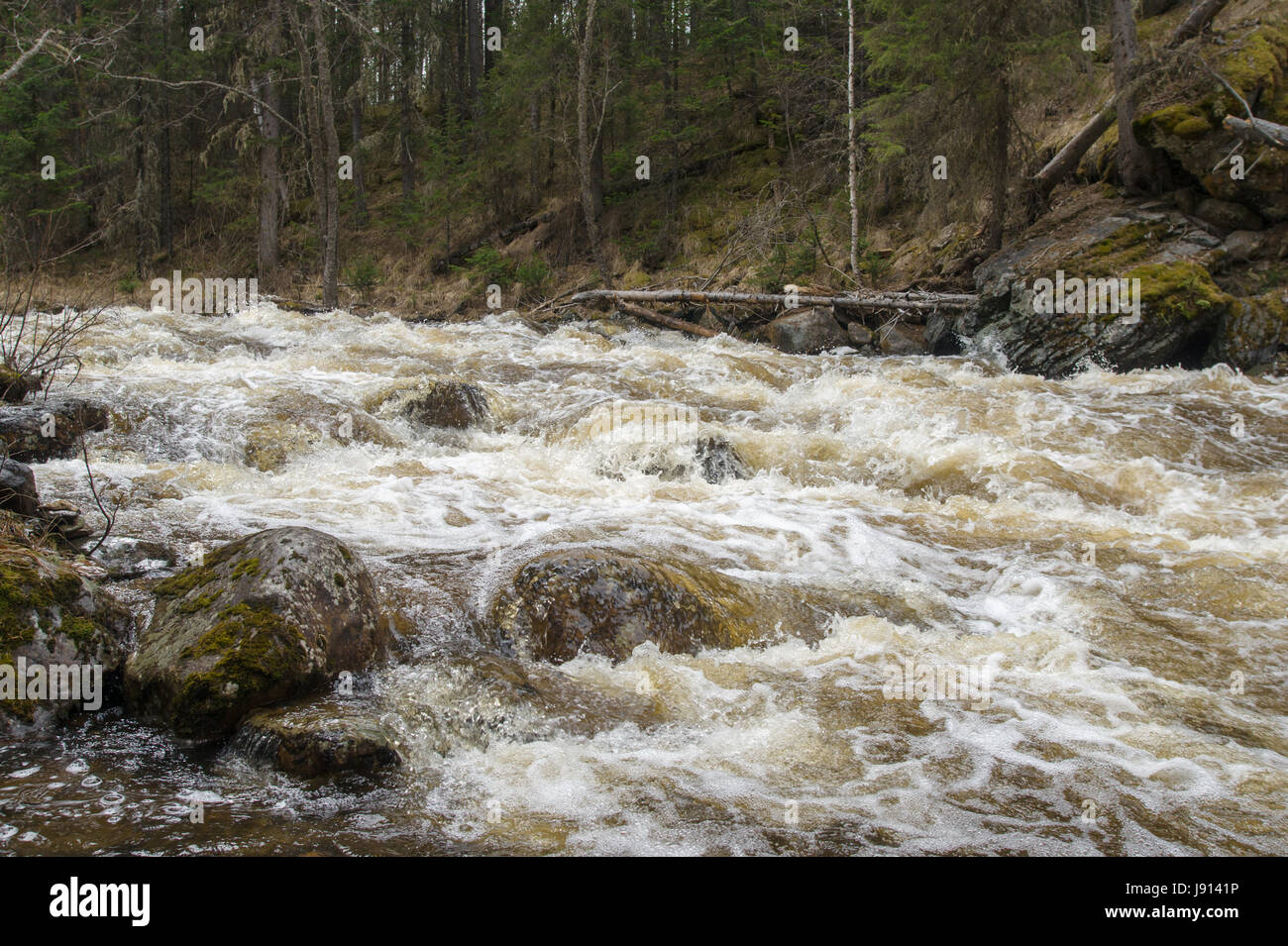 A rough mountain river flows in a forest gorge Stock Photo - Alamy