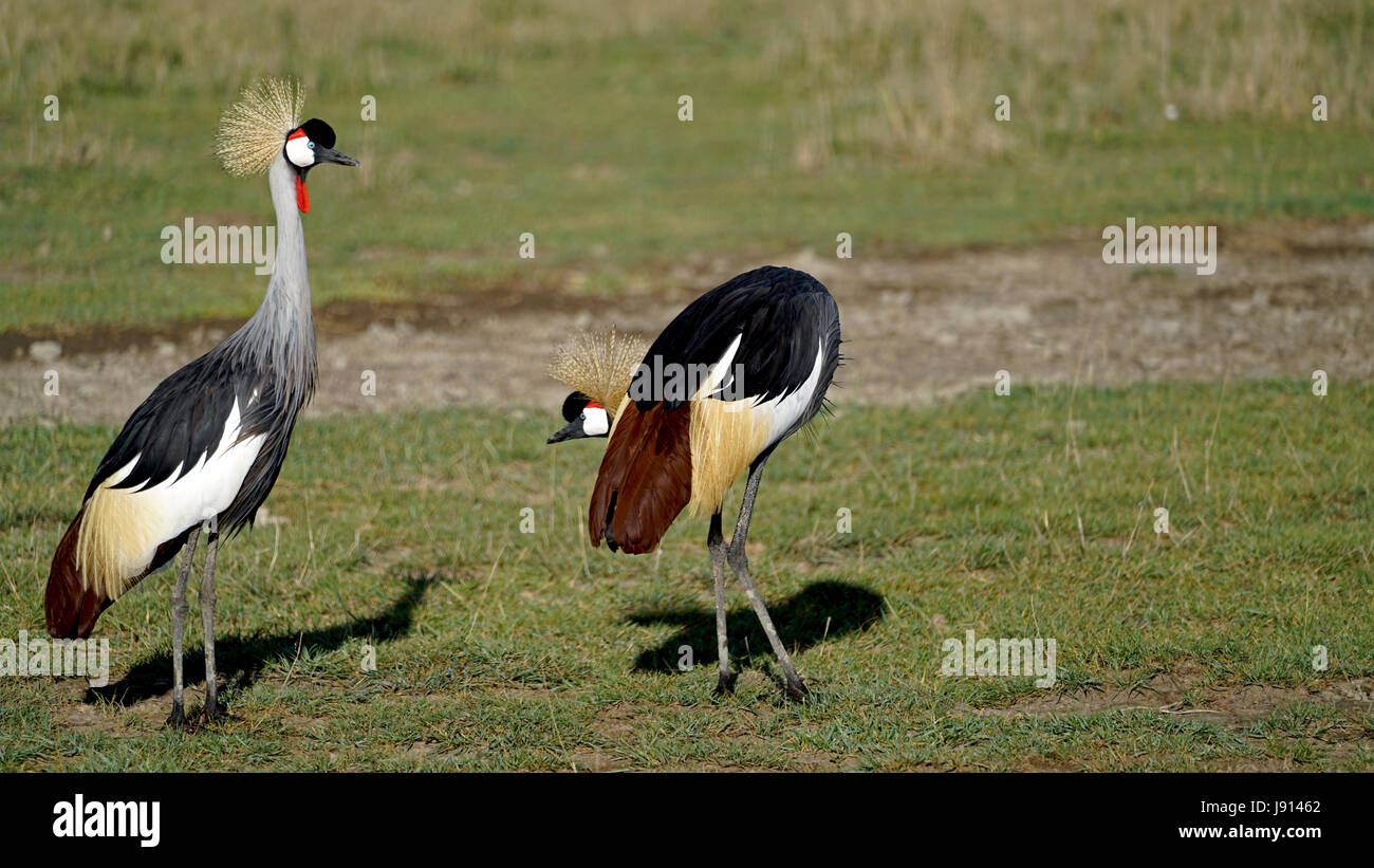Animals of Ngorongoro Crater, Tanzania Stock Photo - Alamy