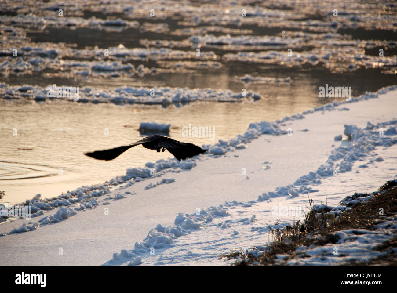 flying up crow on frozen elbe Stock Photo - Alamy