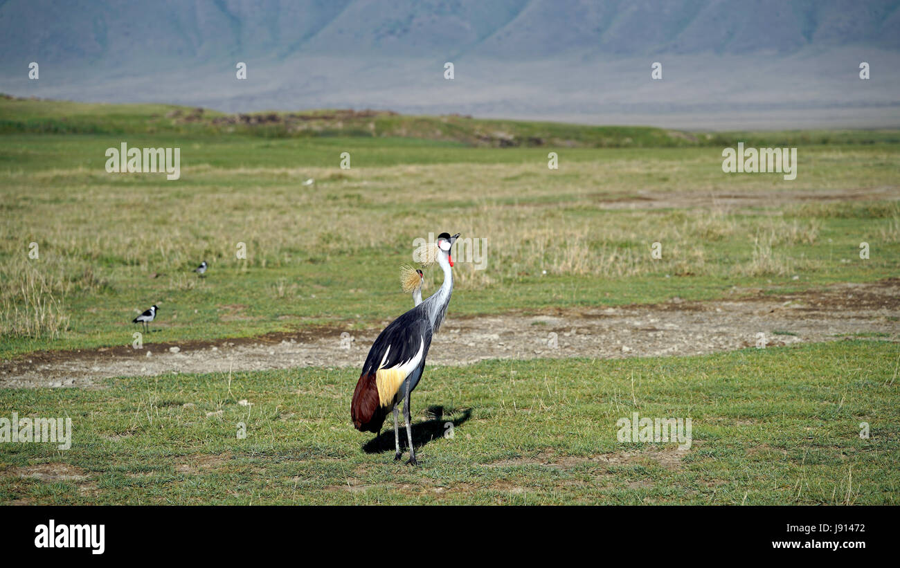 Animals of Ngorongoro Crater, Tanzania Stock Photo - Alamy