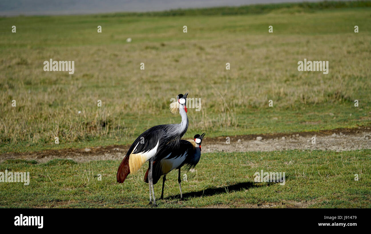 Ngorongoro Crater Animals High Resolution Stock Photography and Images ...
