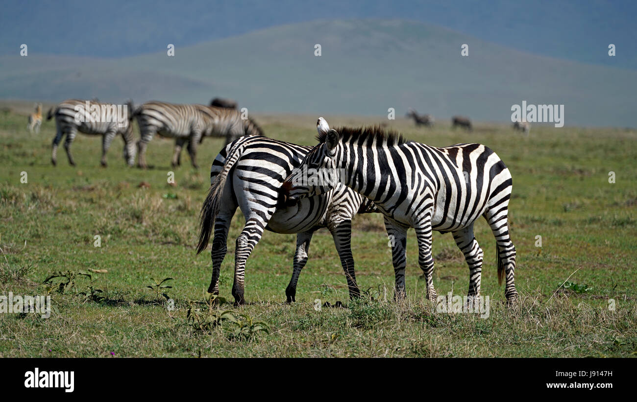 Animals of Ngorongoro Crater, Tanzania Stock Photo - Alamy