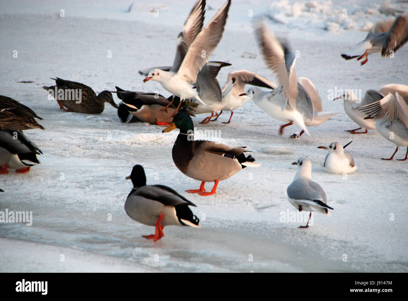 flies, winter, bird, animals, birds, ice, ducks, seagulls, gulls, shine ...