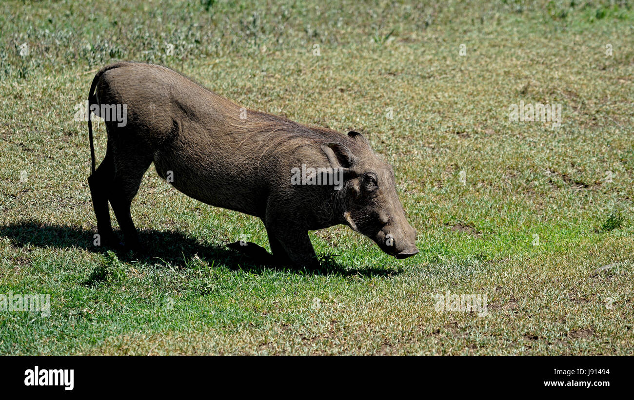 Animals of Ngorongoro Crater, Tanzania Stock Photo - Alamy