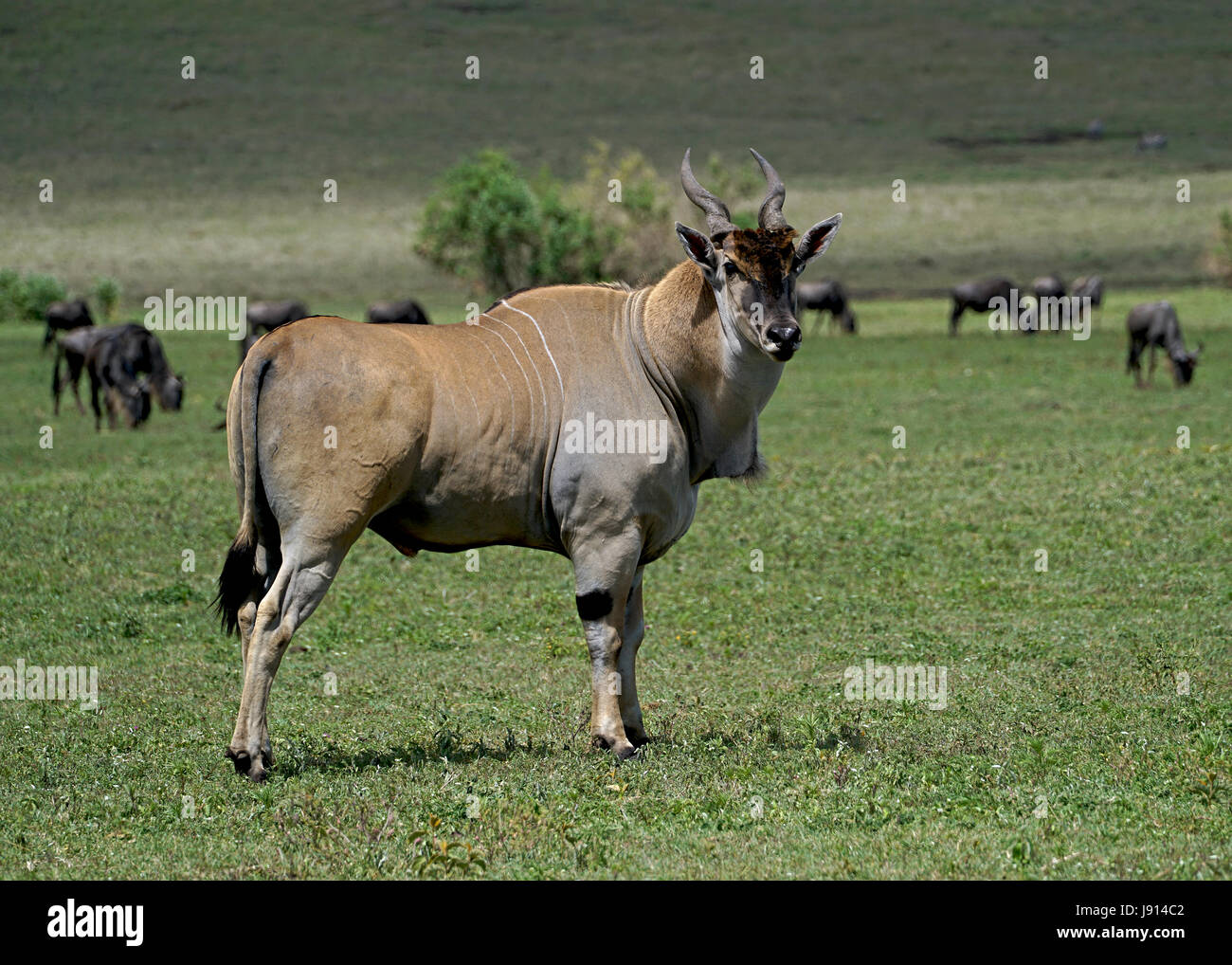 Animals of Ngorongoro Crater, Tanzania Stock Photo - Alamy