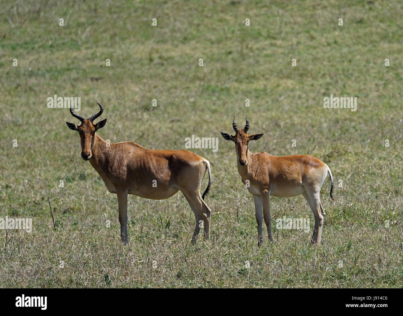 Animals of Ngorongoro Crater, Tanzania Stock Photo - Alamy