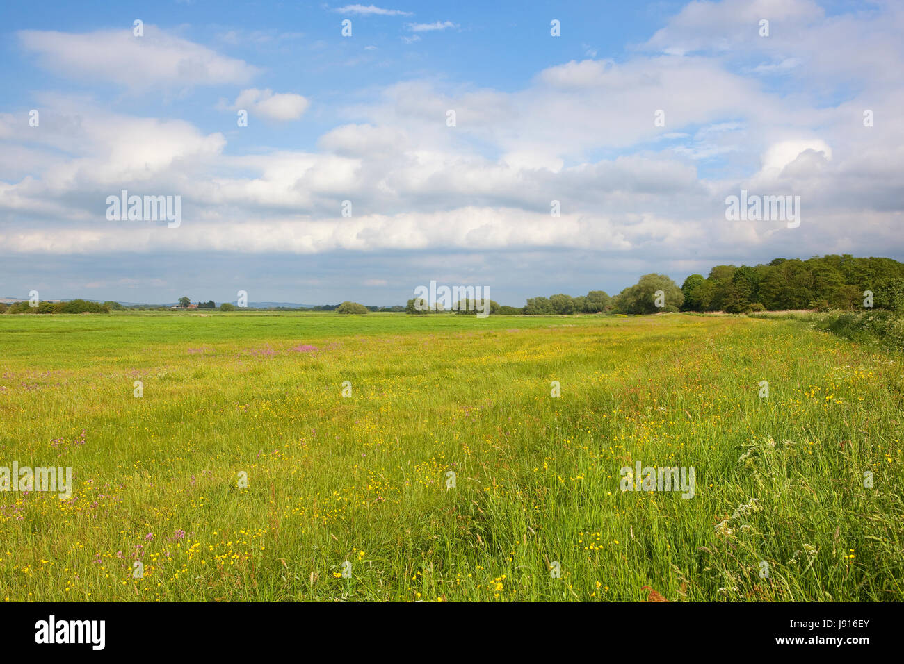 English wildflower meadow hi-res stock photography and images - Alamy
