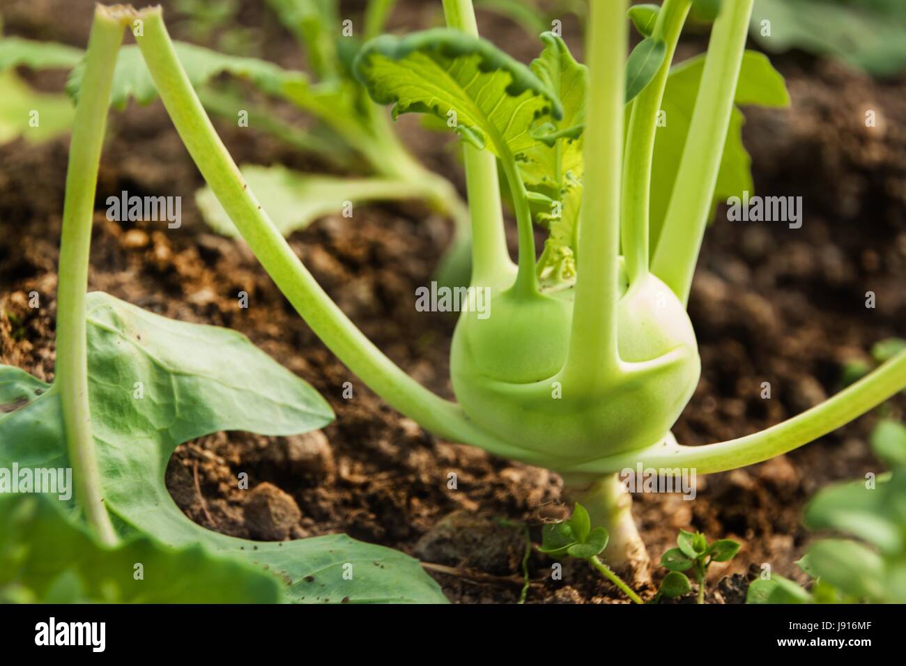 Kohlrabi in the greenhouse. Growing vegetables. Vegetarian food Stock ...