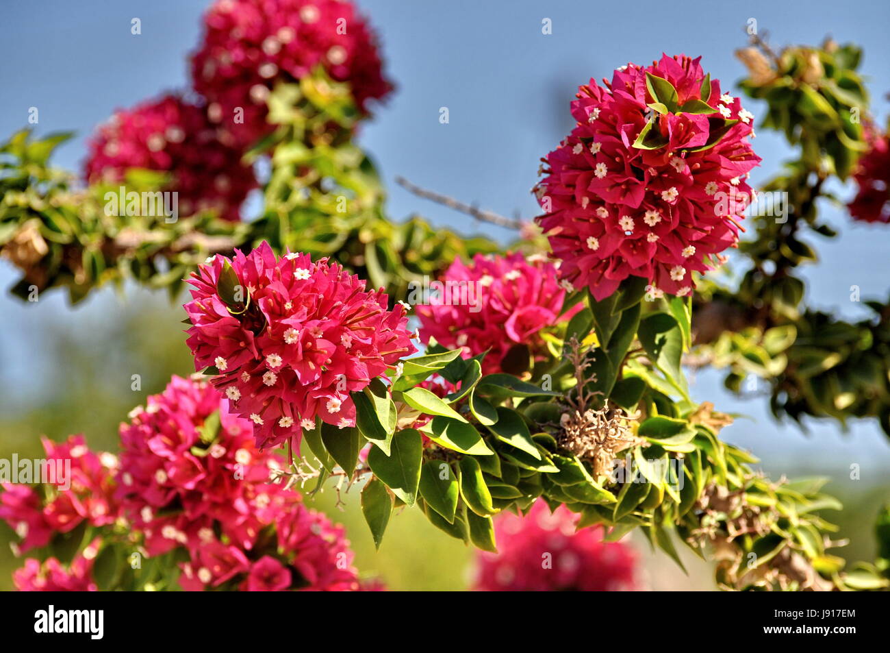 flower, flowers, plant, crete, plant, flower, flowers, crete ...