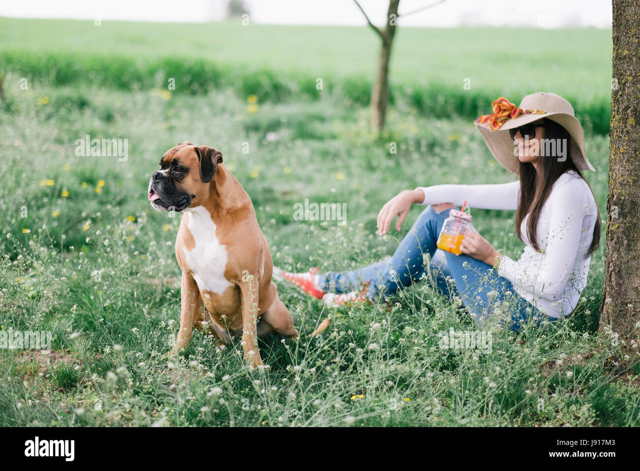 Cute Female Boxer Dog High Resolution Stock Photography and Images - Alamy