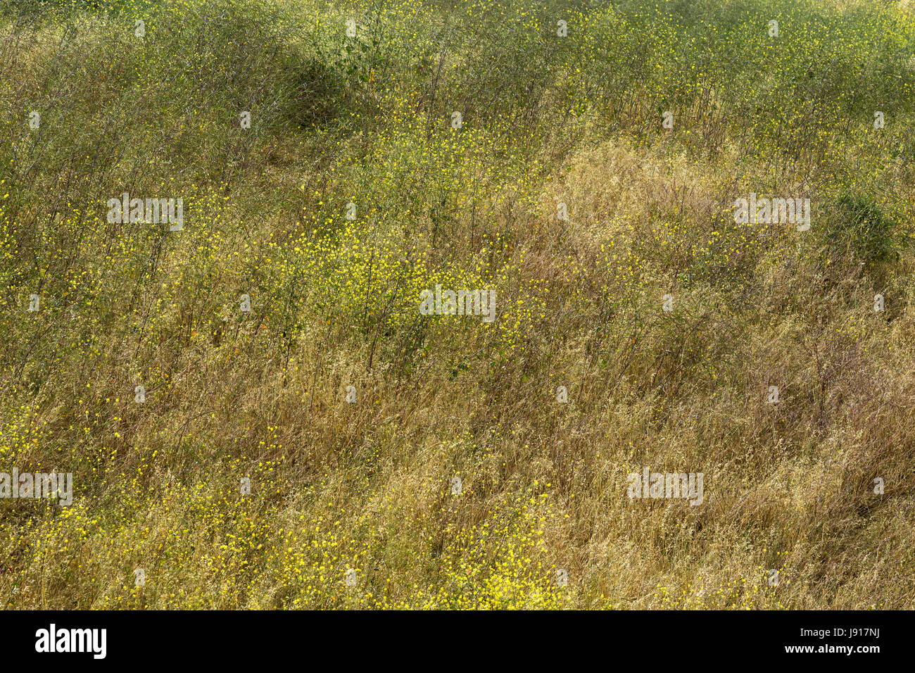 Golden grass and flowers Stock Photo - Alamy