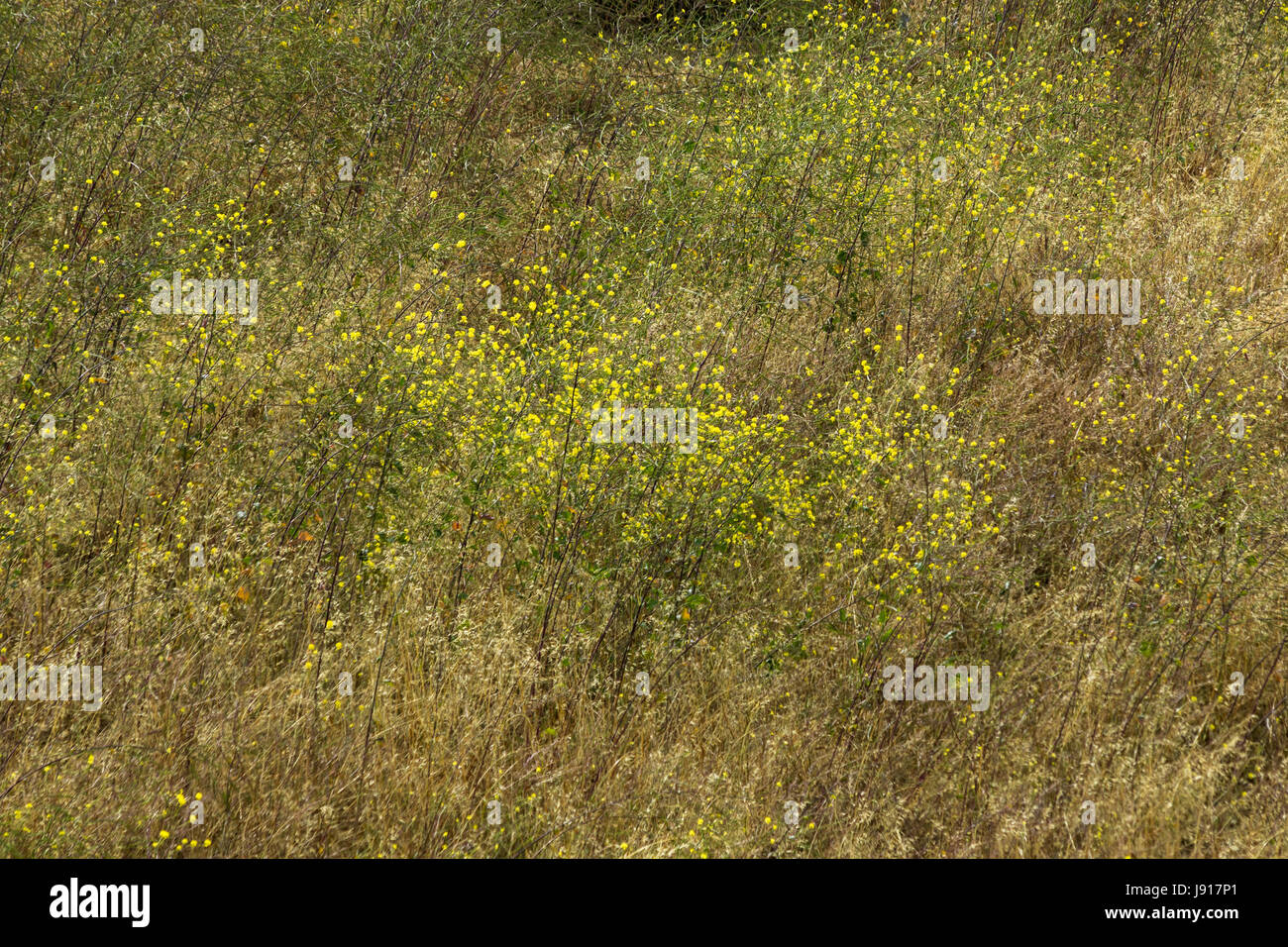 Golden grass and flowers Stock Photo - Alamy