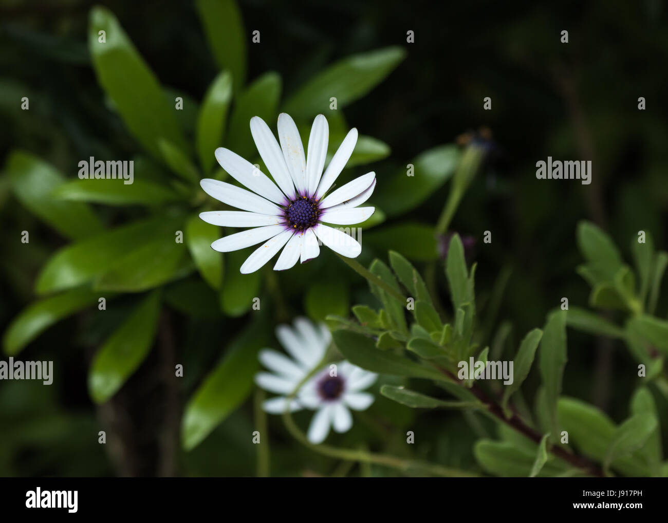 Daisy texture hi-res stock photography and images - Alamy