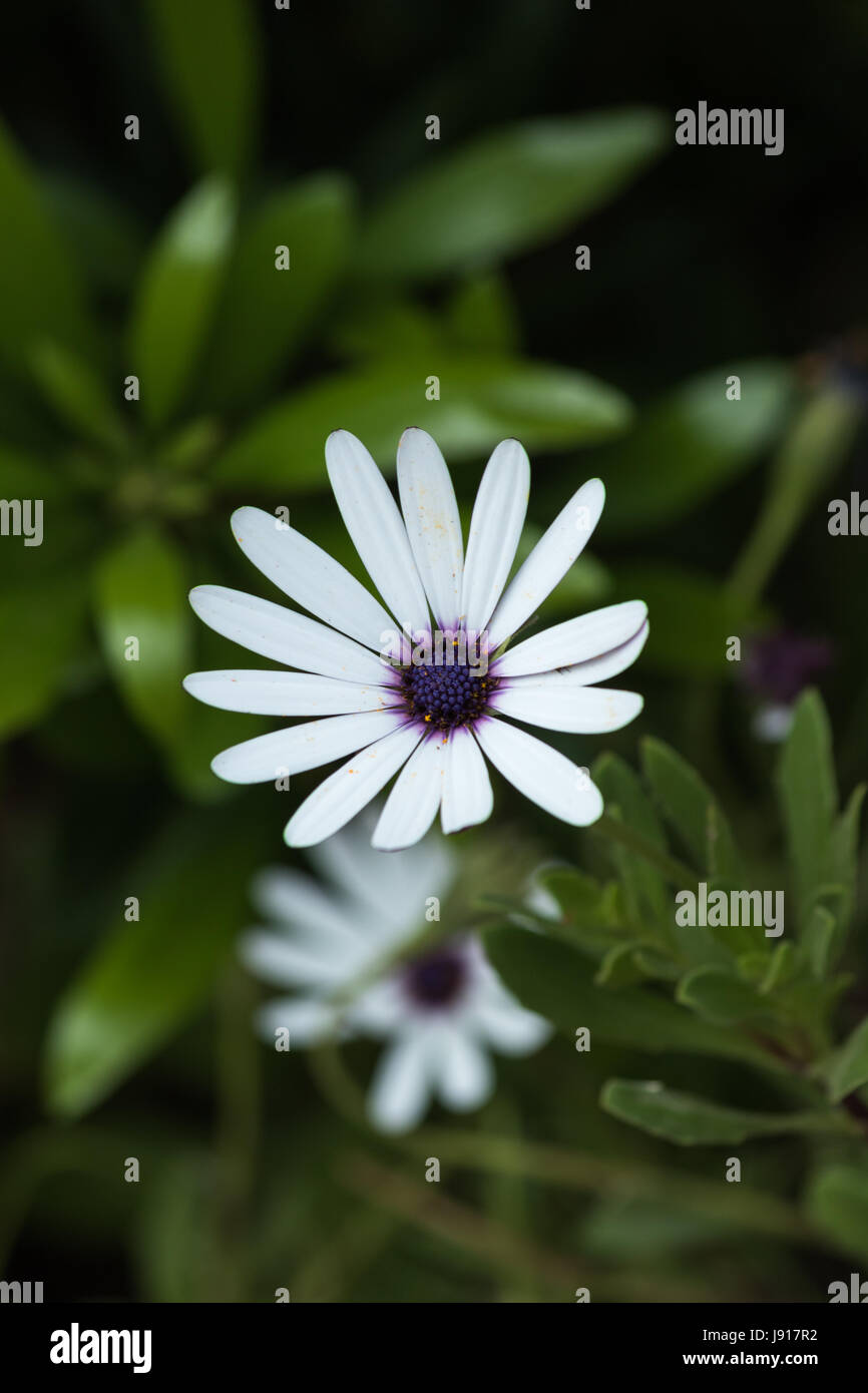 Daisy texture hi-res stock photography and images - Alamy
