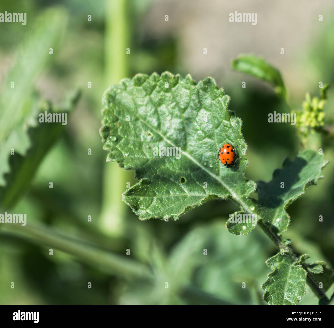 Ladybug close hi-res stock photography and images - Alamy