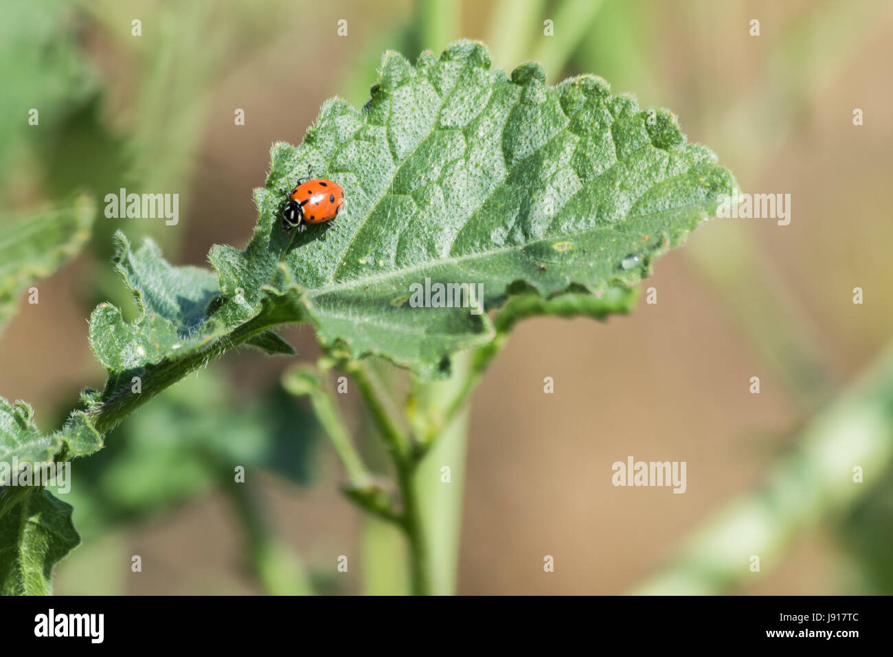 Ladybug close hi-res stock photography and images - Alamy