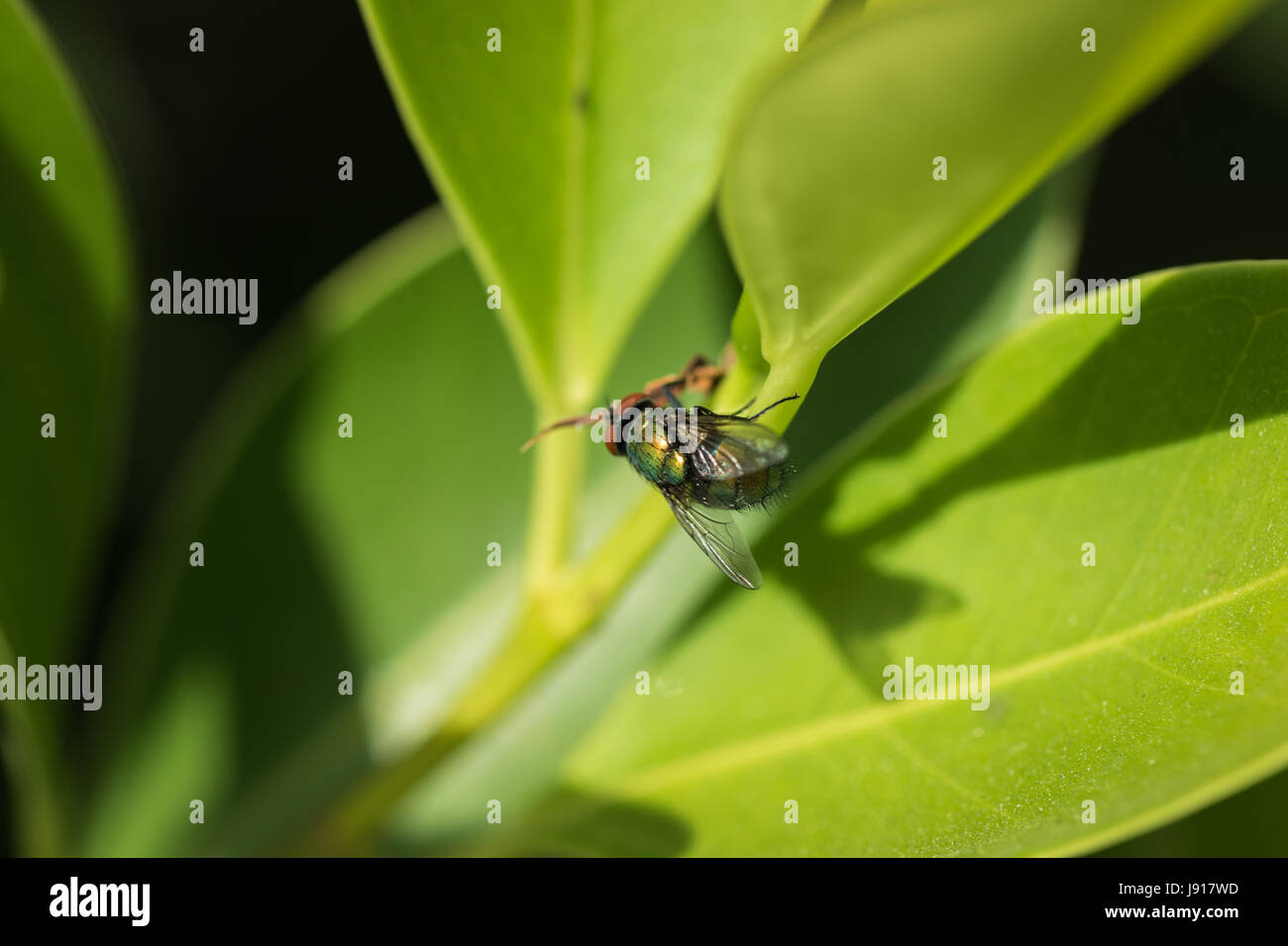 Fly Stock Photo - Alamy