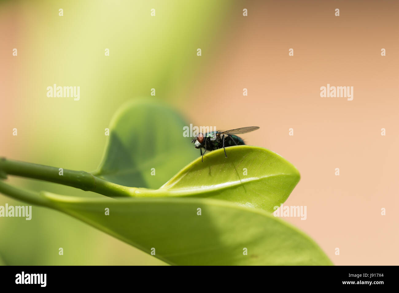 Closeup close up flies fly insect pest hi-res stock photography and ...