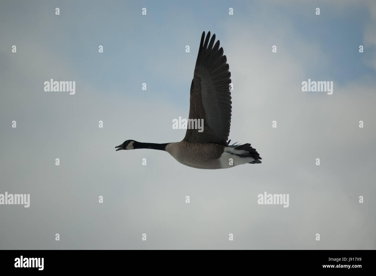 animal, bird, wildlife, goose, firmament, sky, fly, flies, flys, flying ...