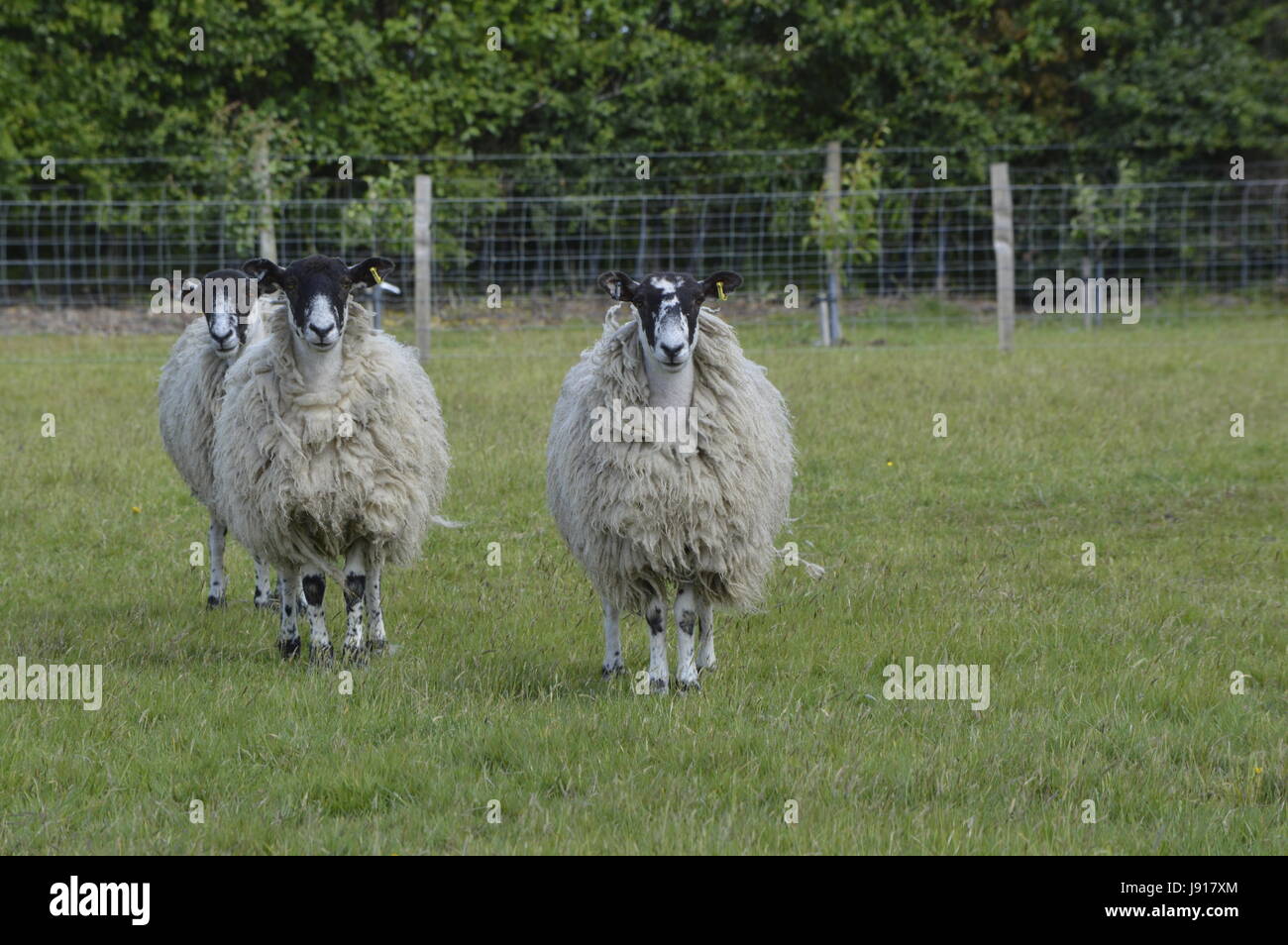 Sheep with black faces hi-res stock photography and images - Alamy