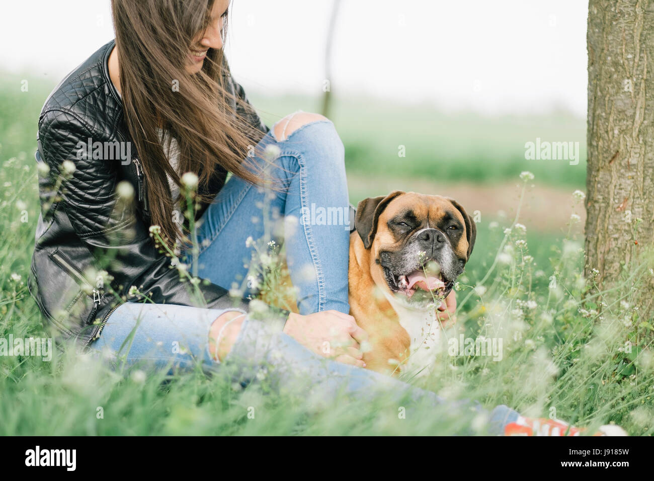 Cute Female Boxer Dog High Resolution Stock Photography and Images - Alamy