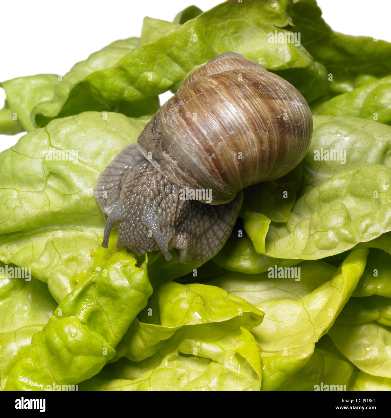 grapevine snail at feed Stock Photo - Alamy