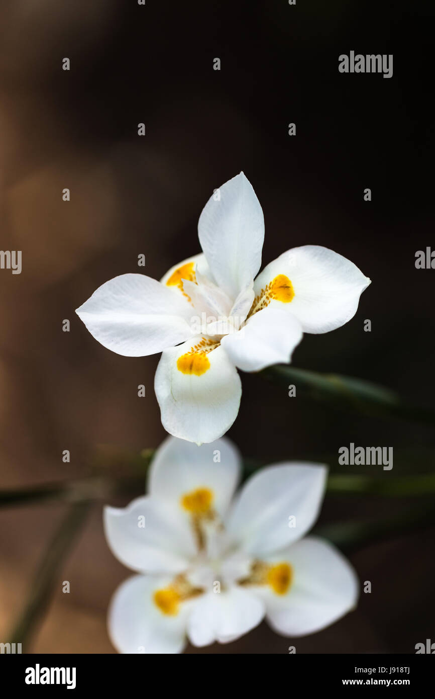 African Iris Fortnight Lily Stock Photo - Alamy