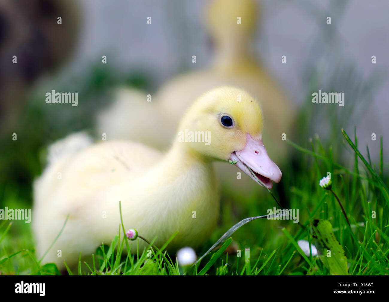 animal, bird, easter, duck, cub, baby, duckling, young, younger, yellow ...