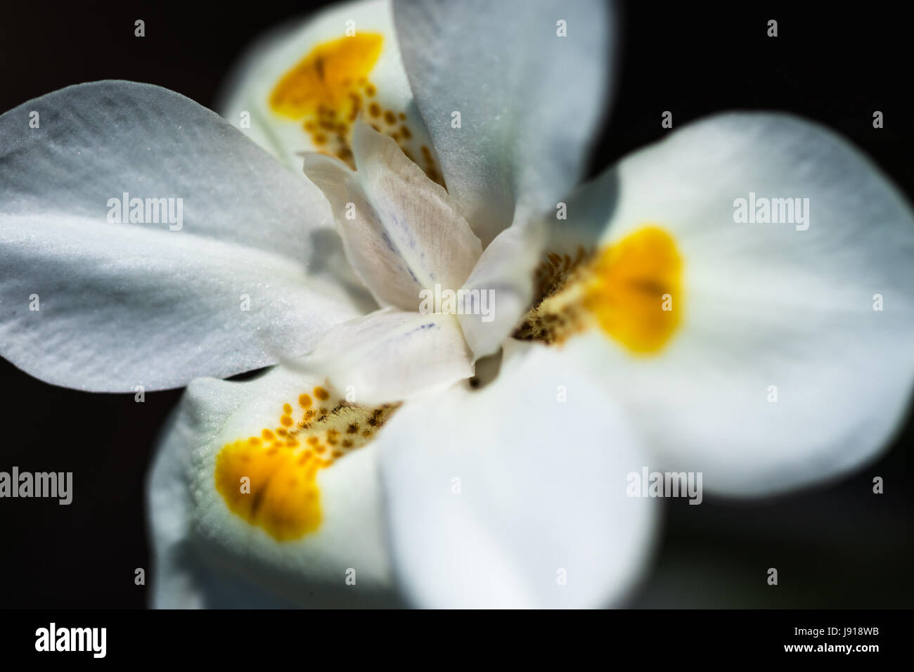 African Iris Fortnight Lily Stock Photo - Alamy