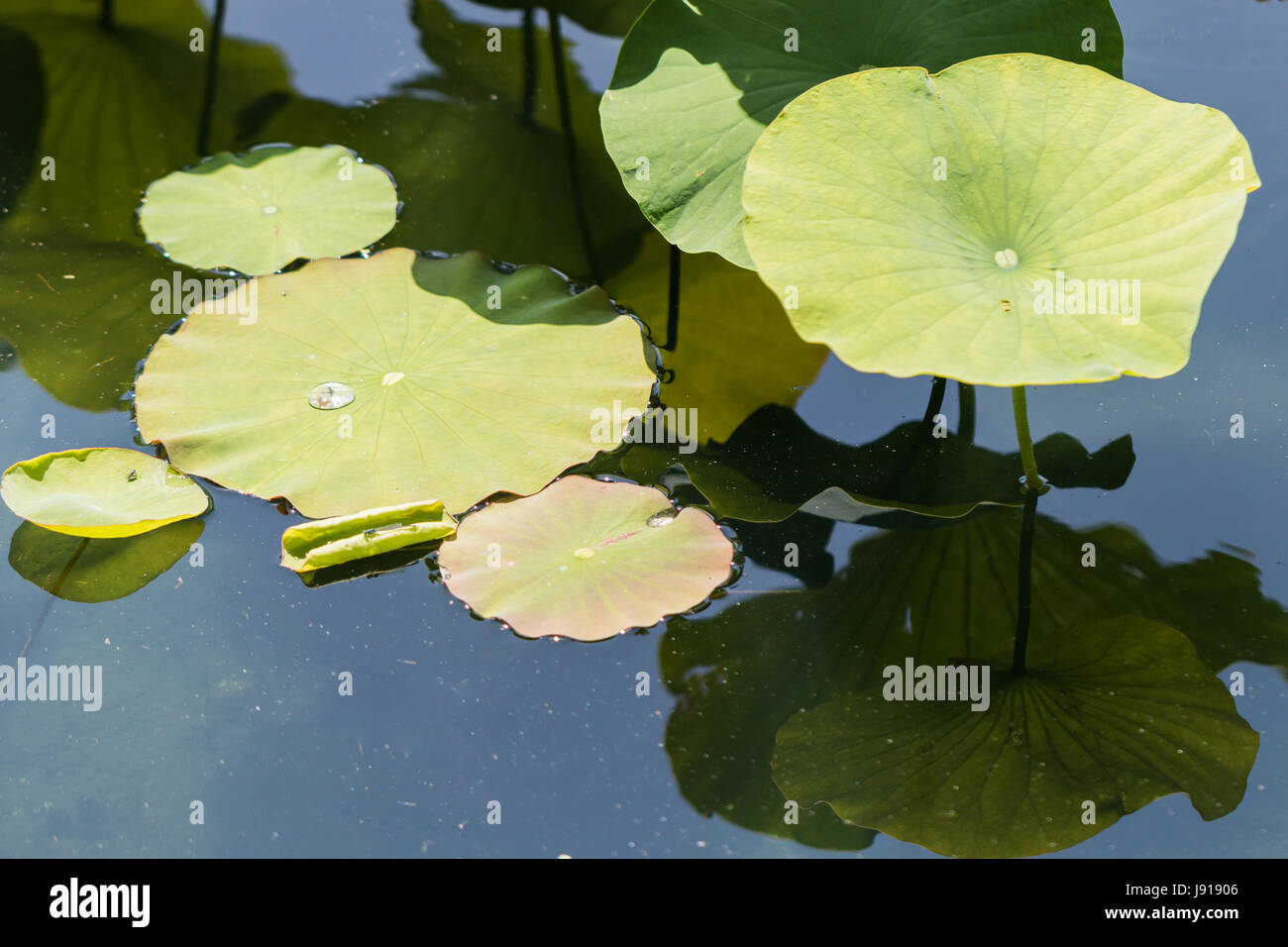 Water drop on lotus hi-res stock photography and images - Alamy