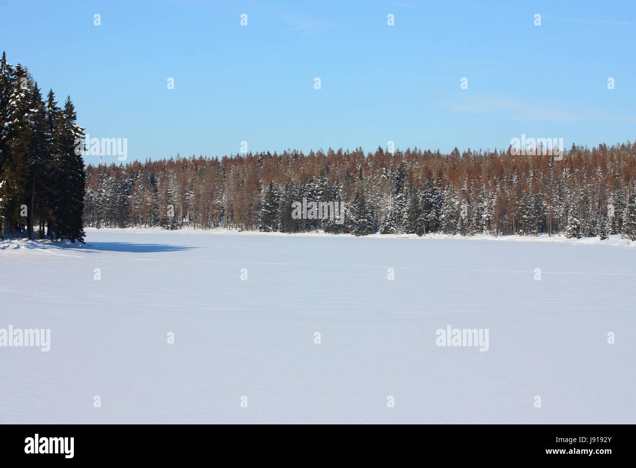 winter, snow, salt water, sea, ocean, water, blue, tree, trees, winter ...