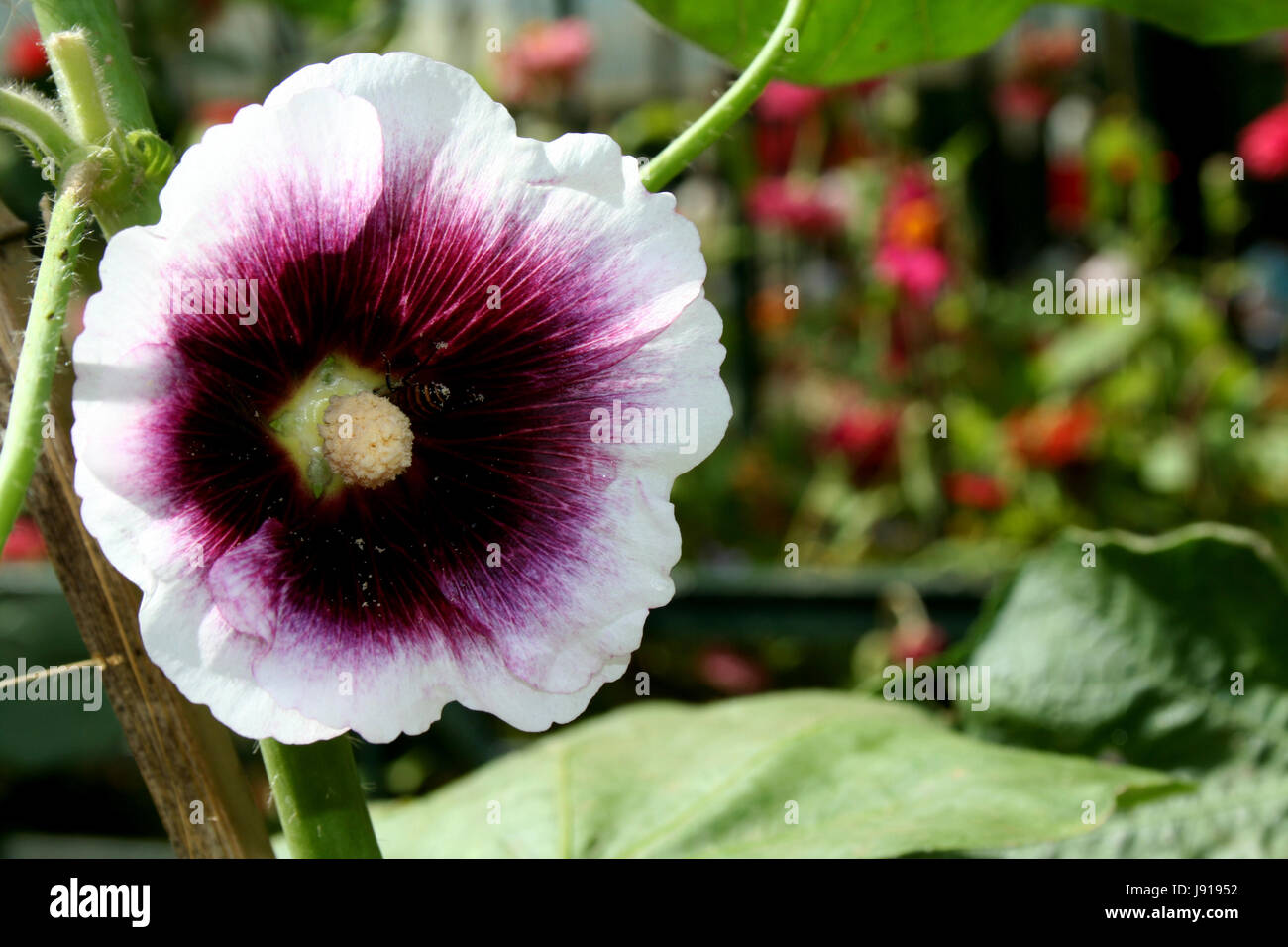 park, garden, flower, plant, bloom, blossom, flourish, flourishing ...