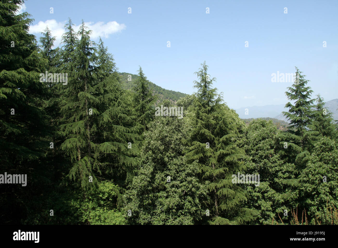 tree, trees, fauna, horizontal, woods, sight, view, outlook ...