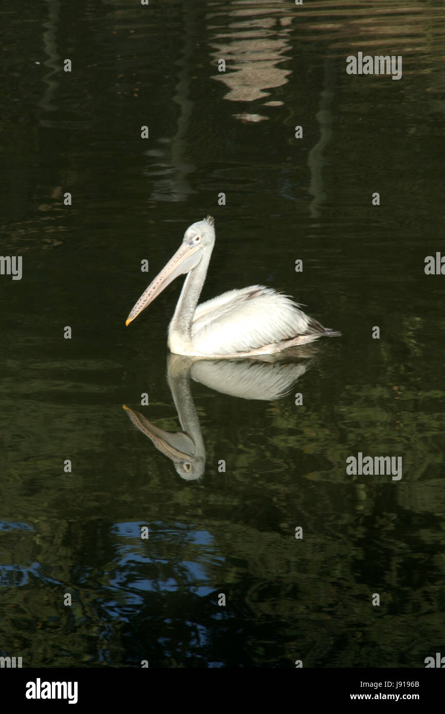 bird, float, feathers, beak, vertical, bright, shiny, pelican, long ...