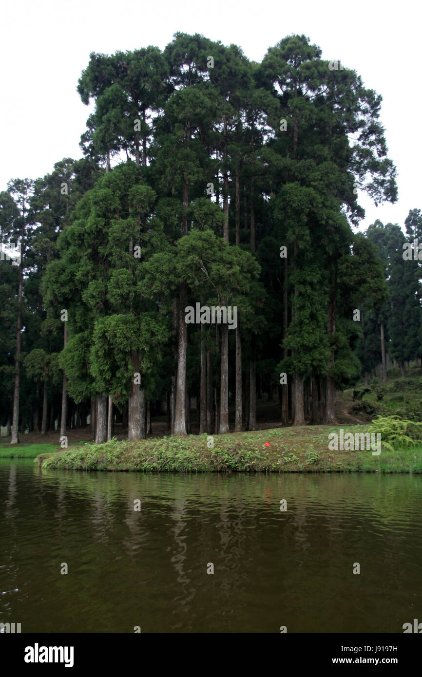 tree, trees, bloom, blossom, flourish, flourishing, pine, progression ...