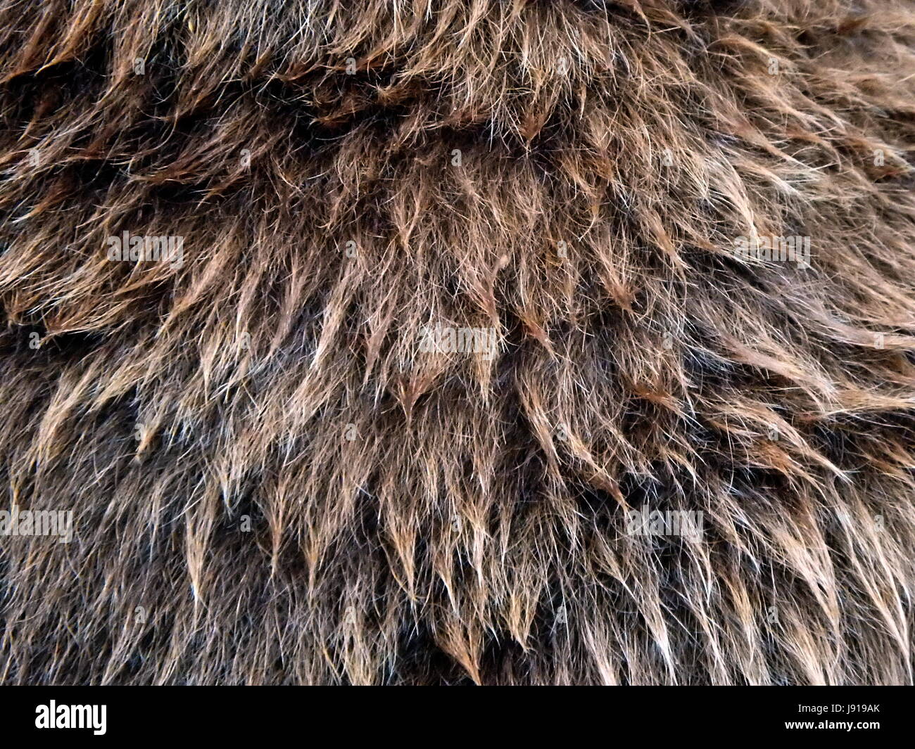 Bear fur texture, Fur brown bear - close-up, (Ursus arctos Stock Photo ...