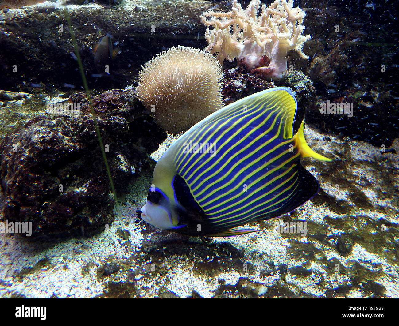 Emperor Angelfish fish on coral reef, (Pomacanthus imperator Stock ...