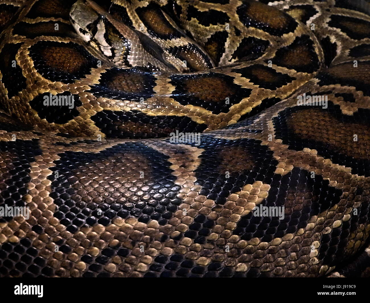 python royal, Python - leather - background, (Python regius Stock Photo ...