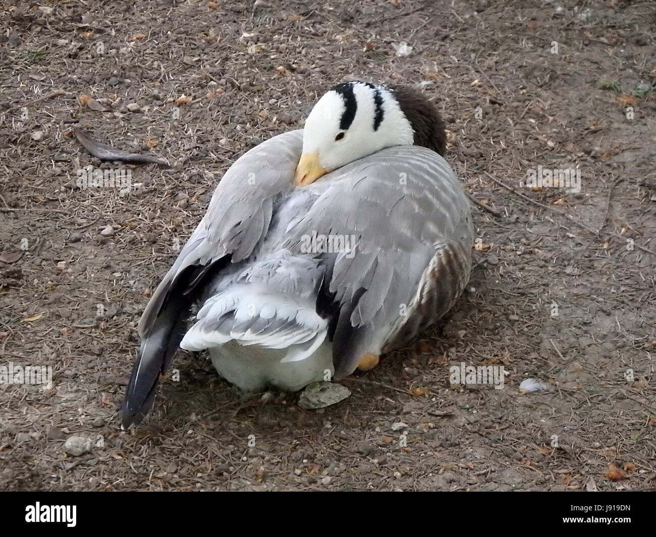 Bar-headed goose, (Anser indicus Stock Photo - Alamy
