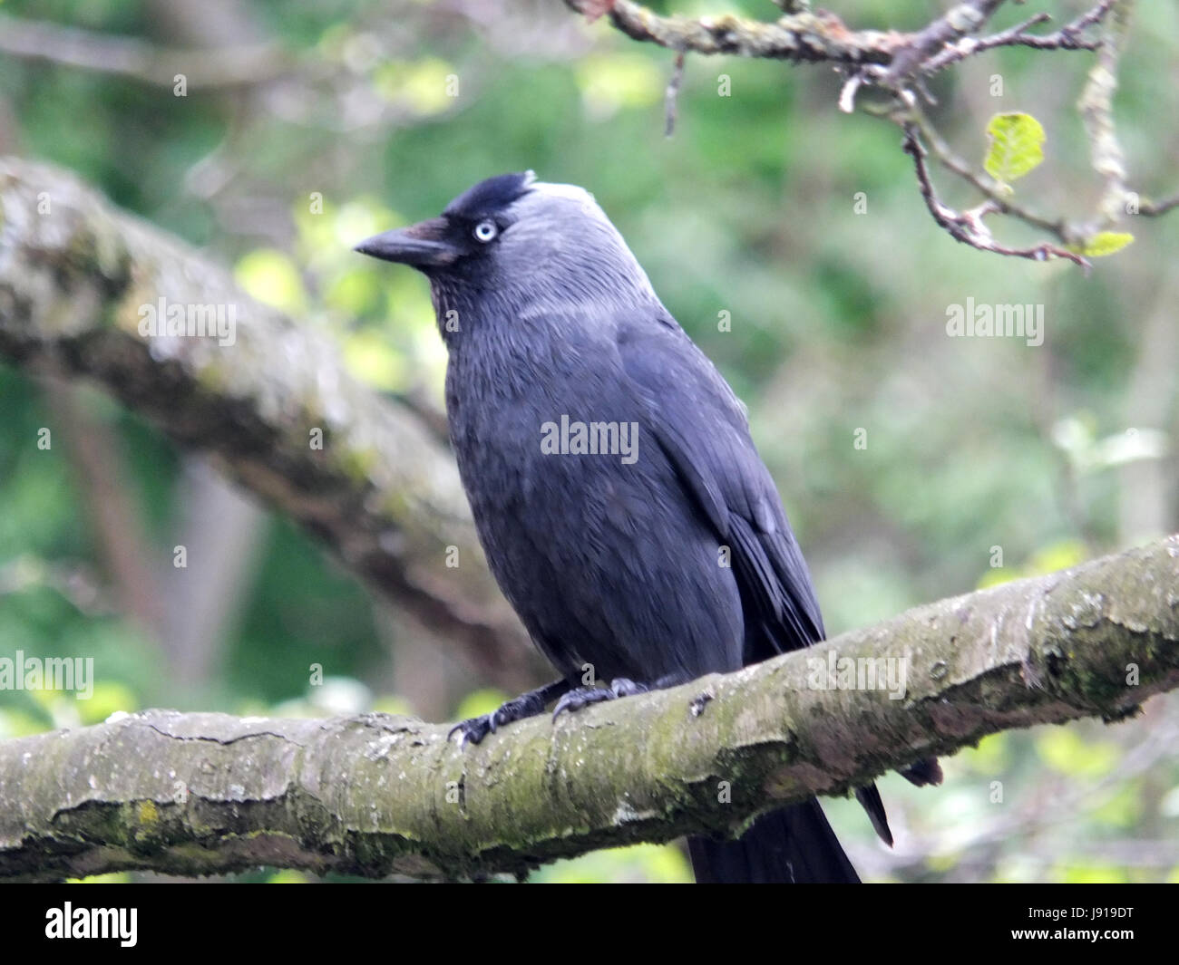 Jackdaw side view hi-res stock photography and images - Alamy