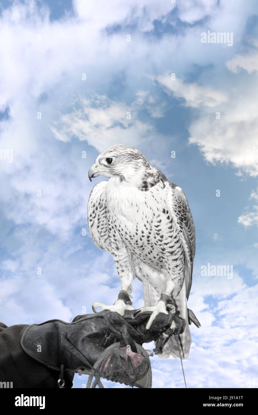 sport, sports, falcon, glove, predator, falconer, falconry, hand, blue ...