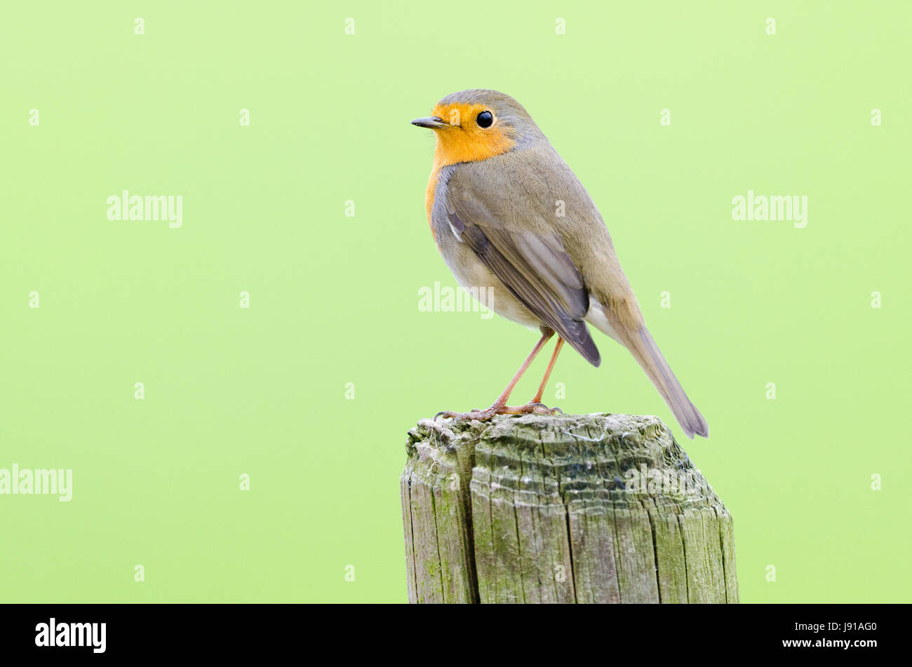 bird, green, wildlife, robin, coloured, colourful, gorgeous ...