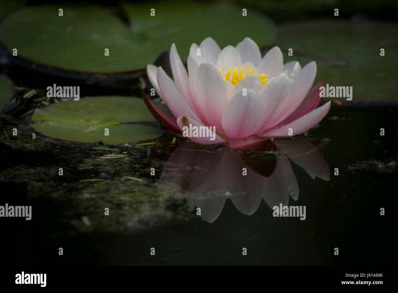 Lotusflower hi-res stock photography and images - Alamy