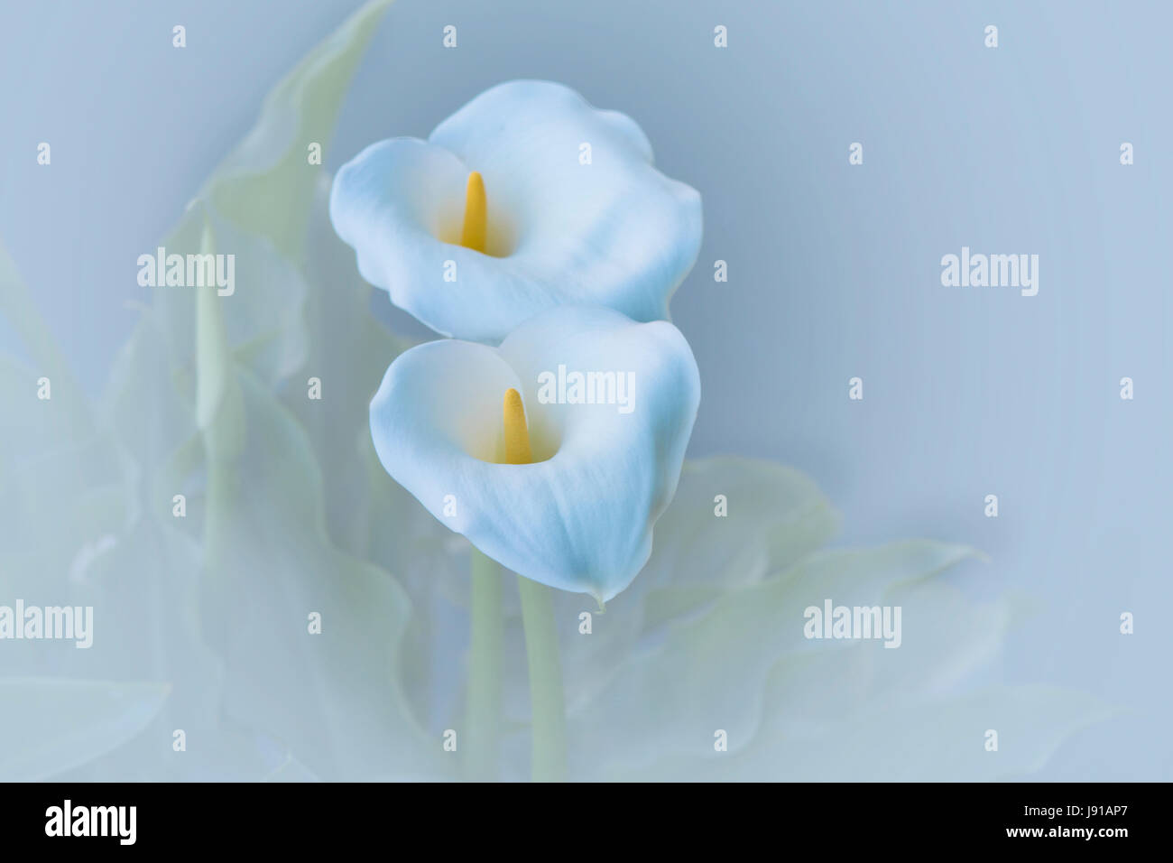 two calla lilies on white background Stock Photo - Alamy