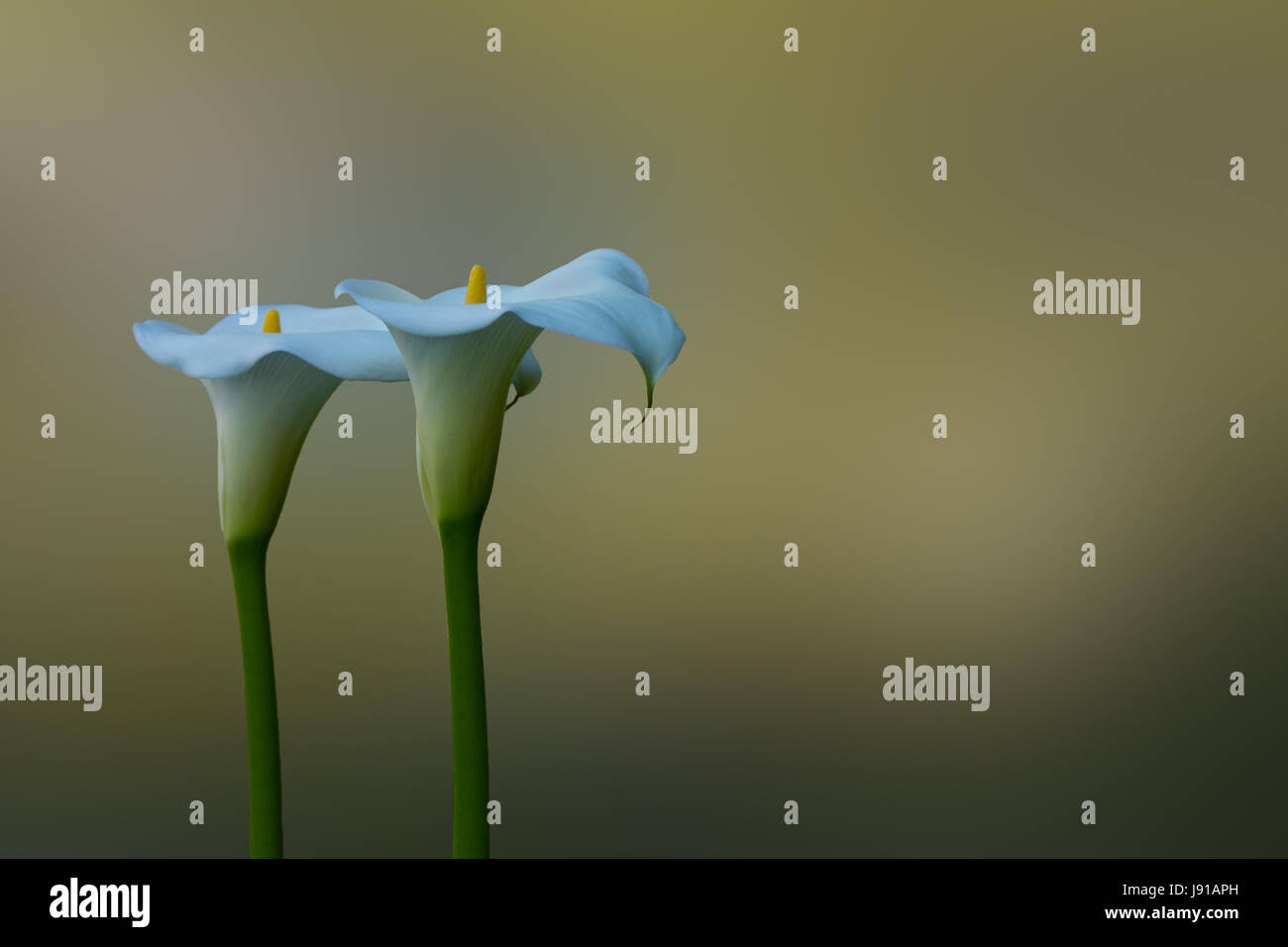 two calla lilies on background. romantic image Stock Photo - Alamy