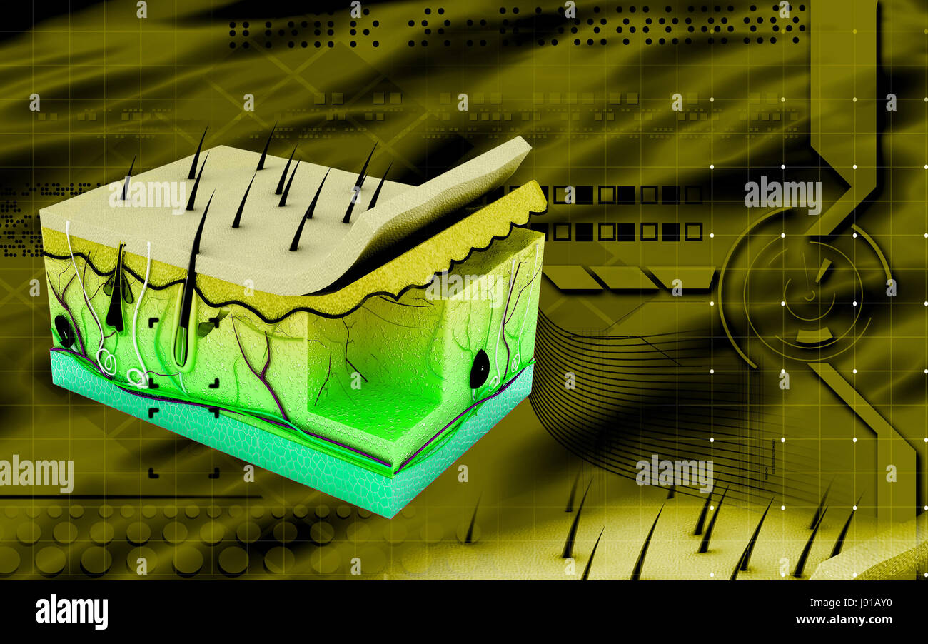 education, medicinally, medical, graphics, colour, science, skin, human ...