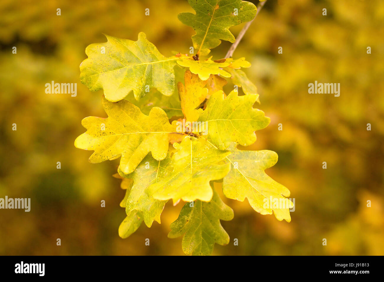 leaves, oak, colors, colours, gold, foliage, fall, autumn, beautiful ...