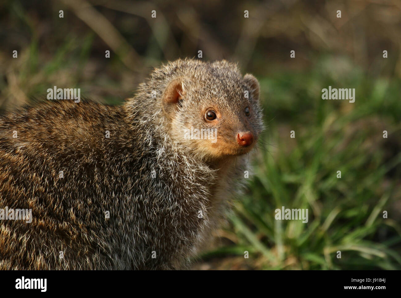 mammal, africa, portrait, predator, periled, mammal, curiosity, africa ...