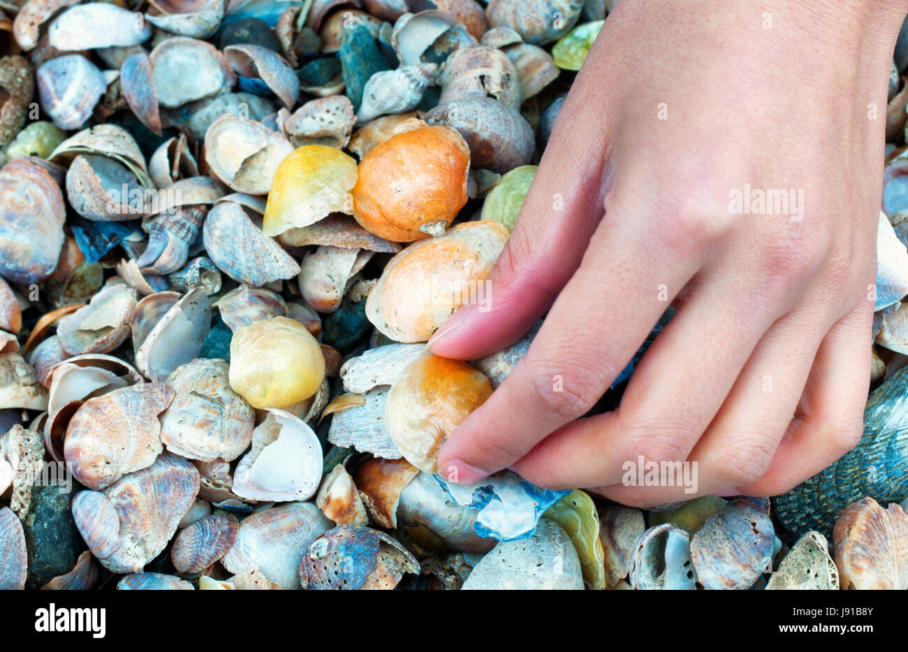 A woman picking up jingle shells or mermaid toenail seashells over a ...