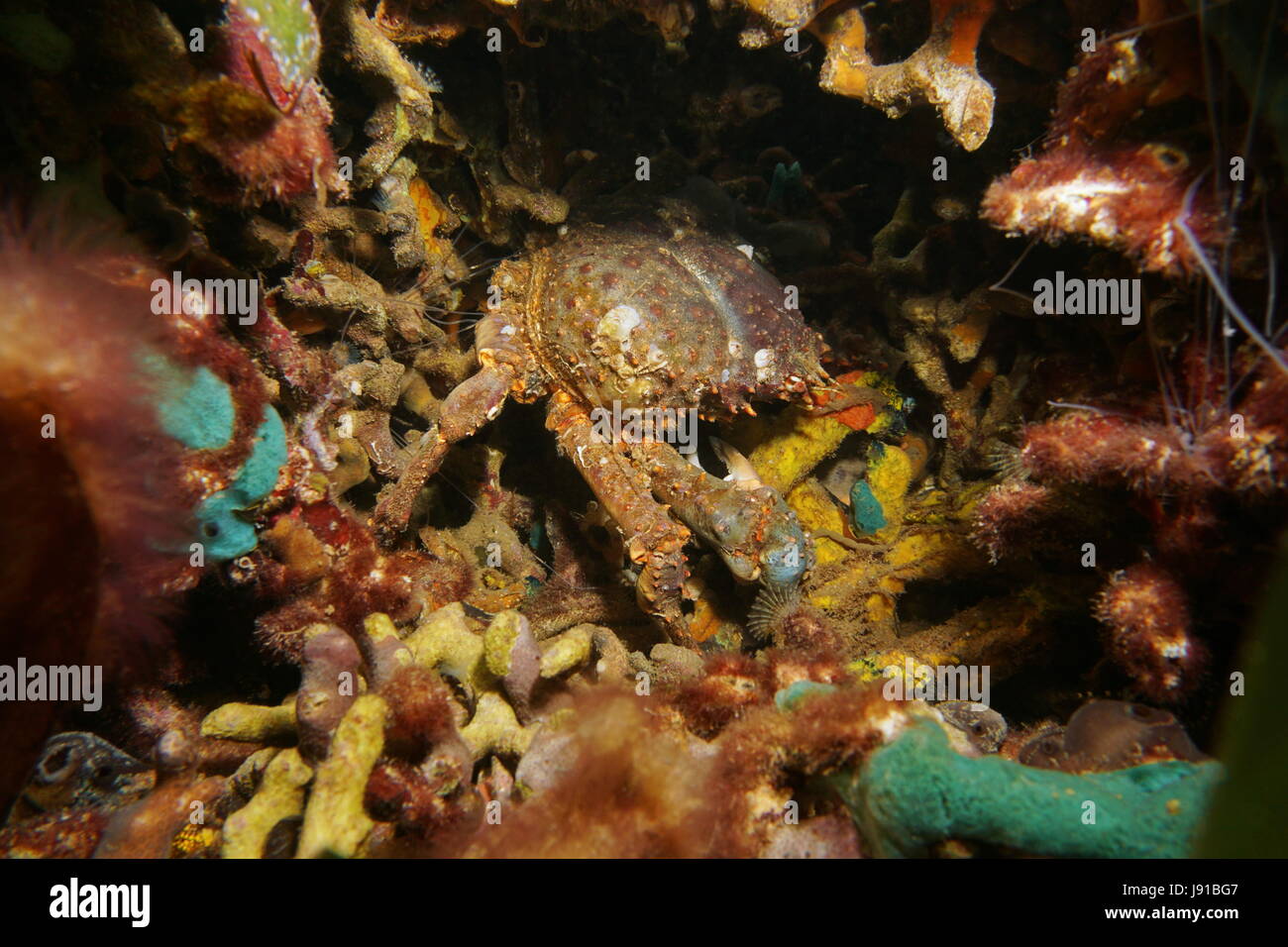 Spider crab coral reef caribbean hi-res stock photography and images ...